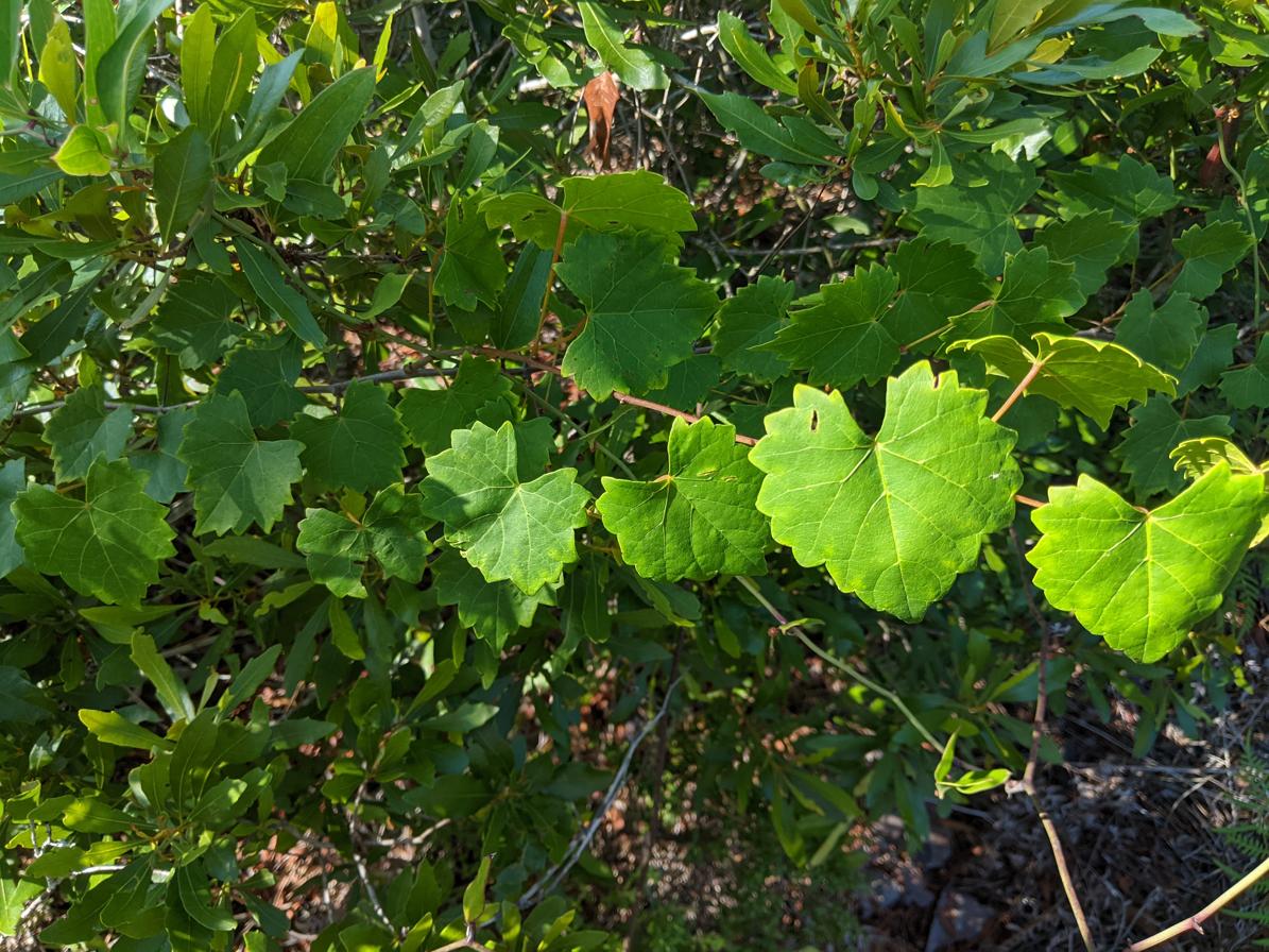 Vitaceae Image Gallery