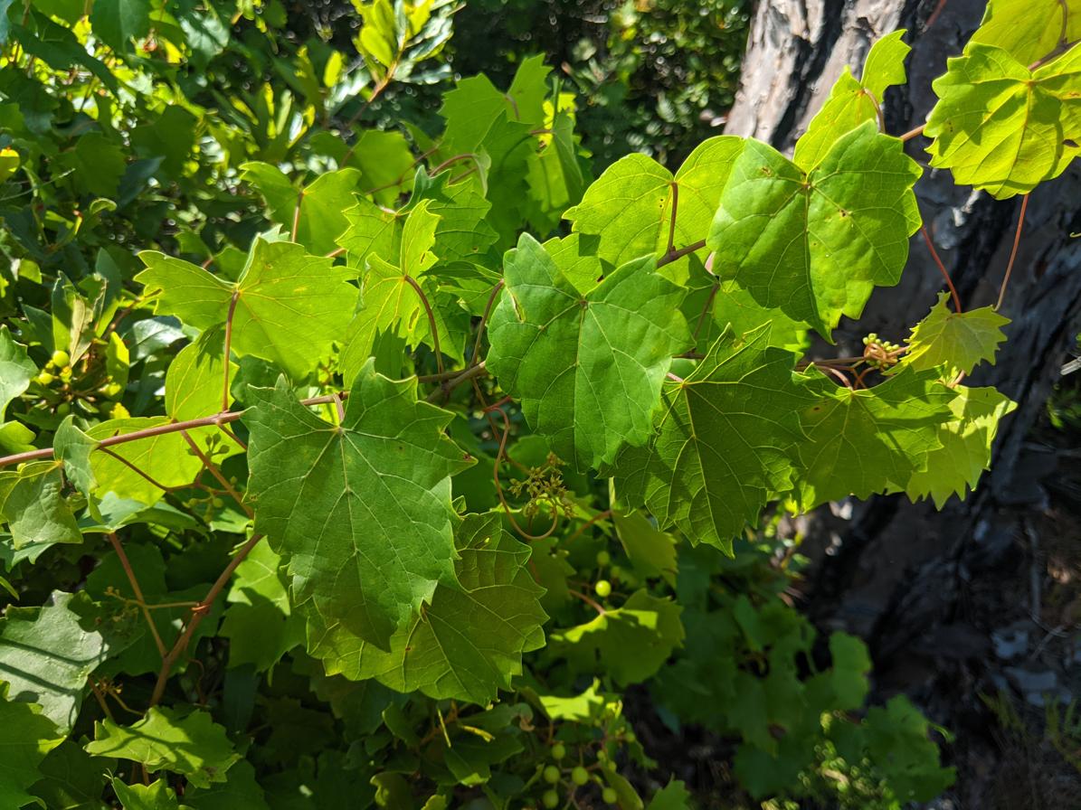 Vitaceae Image Gallery